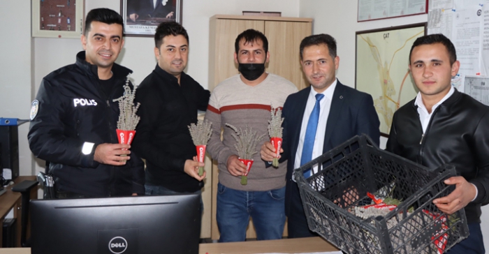 Çat ilçesinde lavanta hasatı yapıldı Çat ilçesinde lavanta hasatı yapıldı